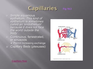 Chapter20 bloodvesselsmarieb | PDF | Heart and Cardiovascular Diseases ...