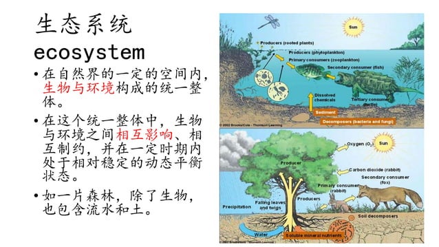 Chapter 20 ecosystem chinese | PPT