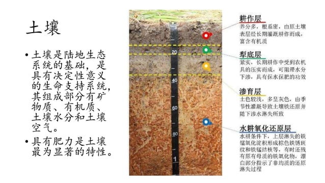 Chapter 20 ecosystem chinese | PPT