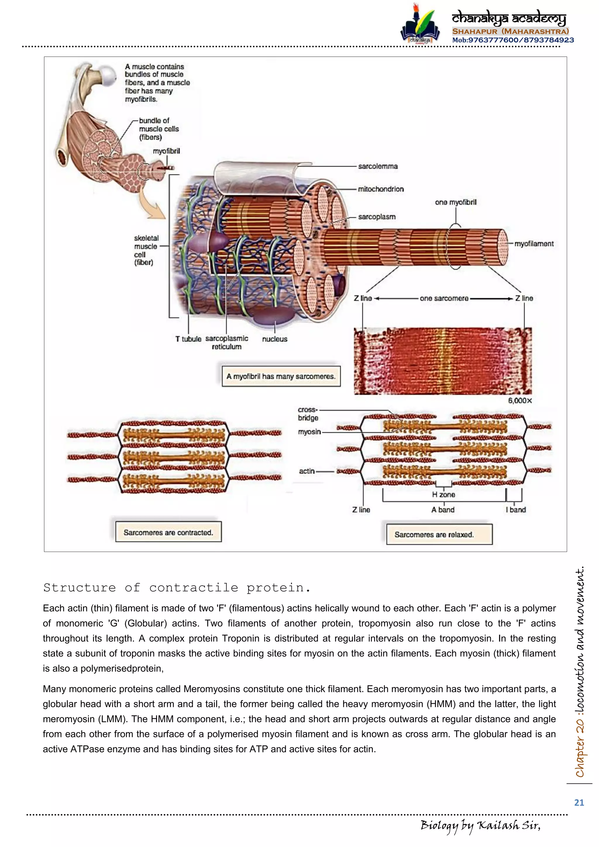 Chapter 20 locomotion and movement | PDF