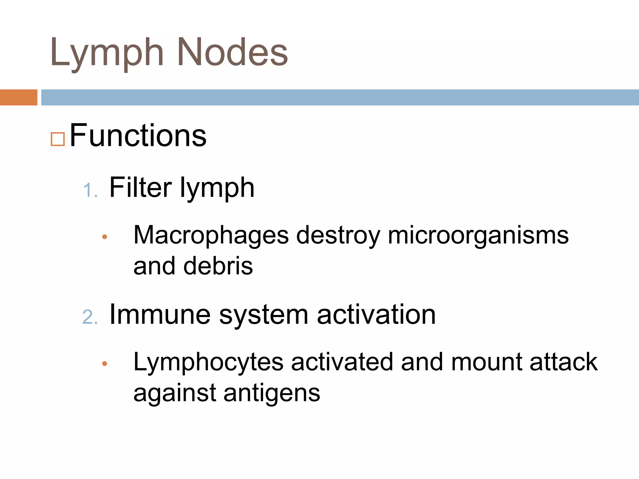 Chapter 20: Lymphatic System | PPTX