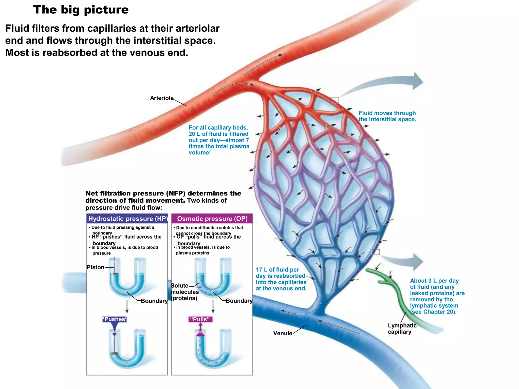 Chapter 20: Lymphatic System | PPTX