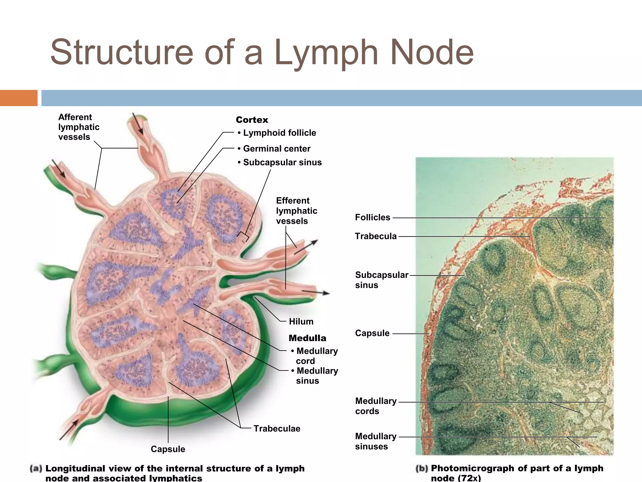 Chapter 20: Lymphatic System | PPTX