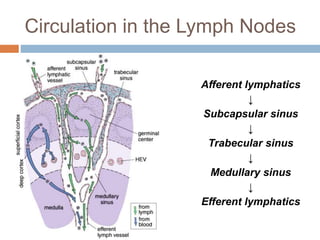 Chapter 20: Lymphatic System | PPTX