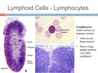Chapter 20: Lymphatic System | PPTX