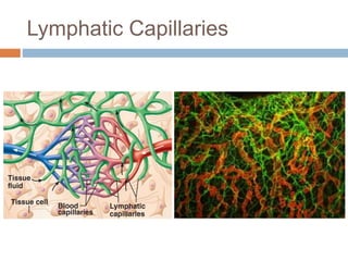 Chapter 20: Lymphatic System | PPTX