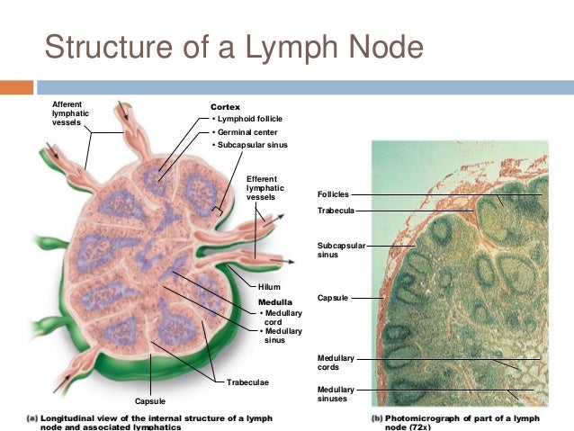Chapter 20: Lymphatic System