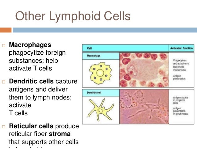 Lymphatic Cells