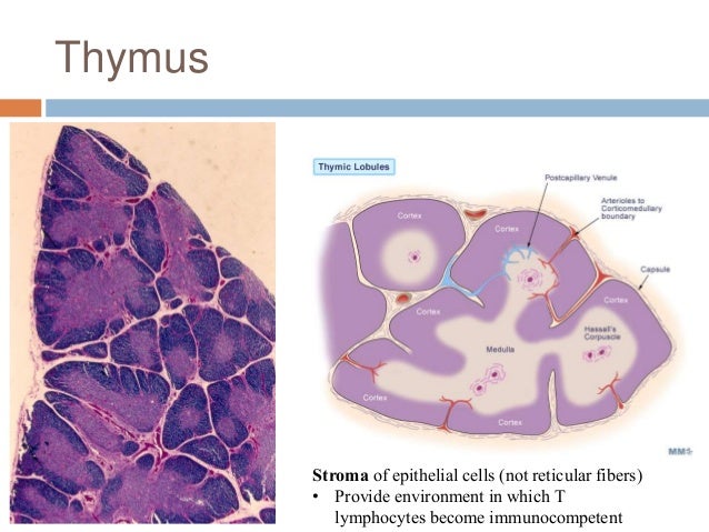 Chapter 20: Lymphatic System