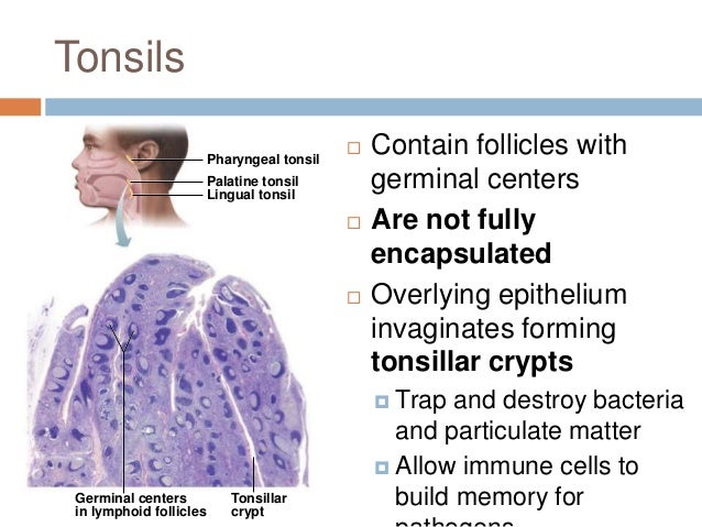 Chapter 20: Lymphatic System