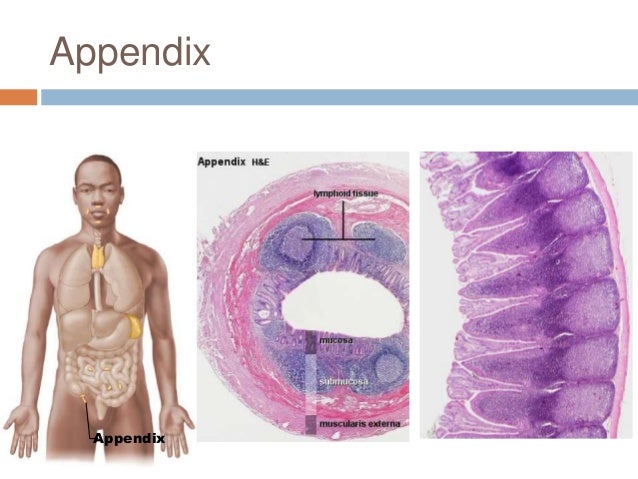 Chapter 20: Lymphatic System