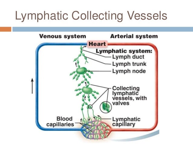 Chapter 20: Lymphatic System
