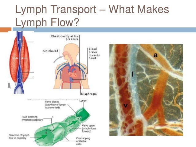 Chapter 20: Lymphatic System