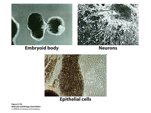 Molecular Cell Biology Lodish 6th.ppt - Chapter 21 cell birth, lineage ...