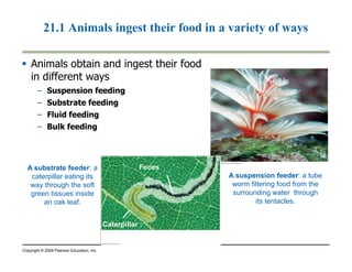 Chapter 21 nutrition and digestion [compatibility mode] | PDF