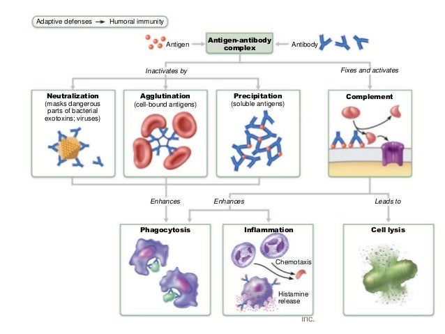 Chapter 21: The Immune System (#2)