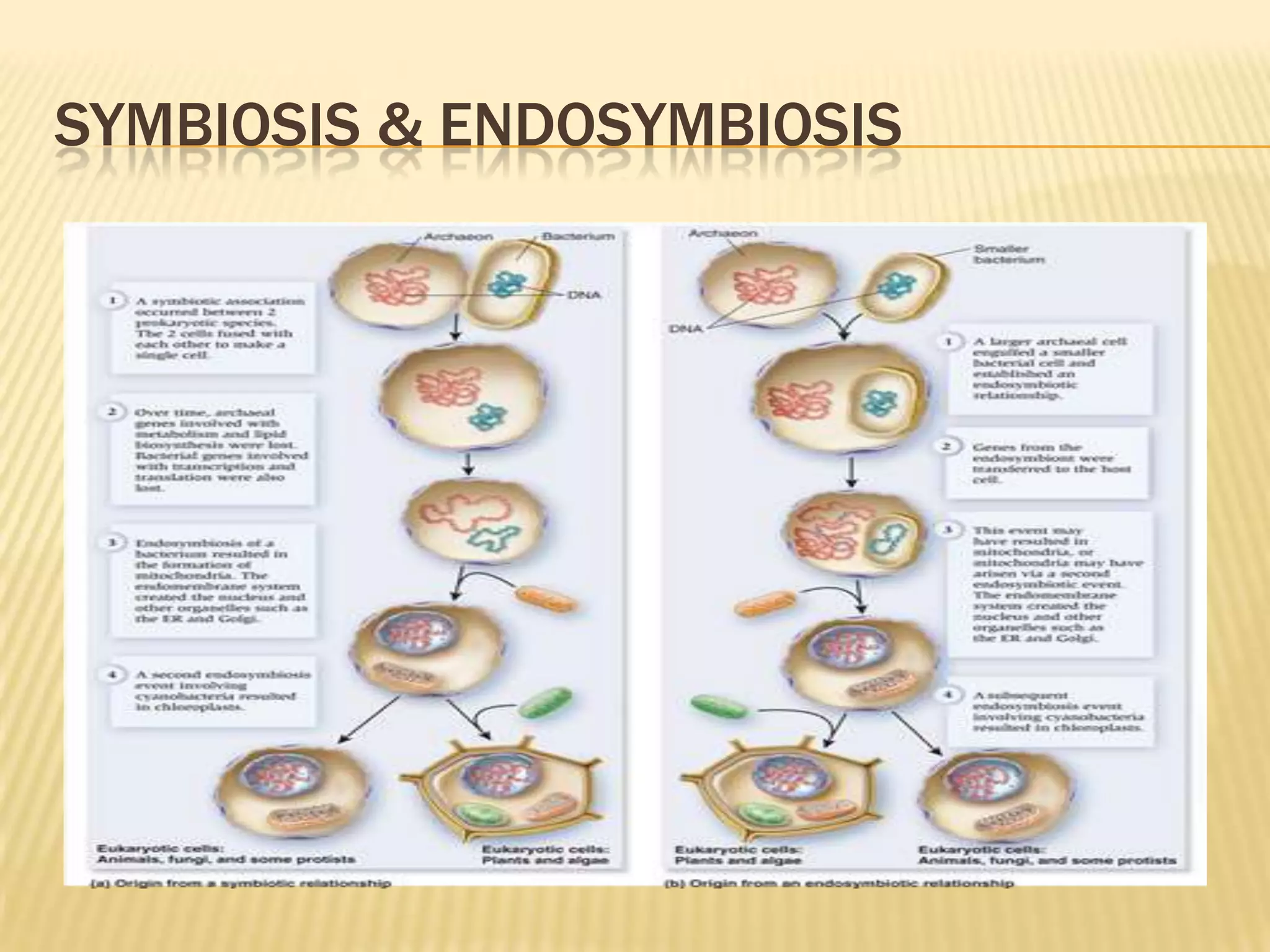 Chapter 22 The Origin of Eukaryotes | PPTX