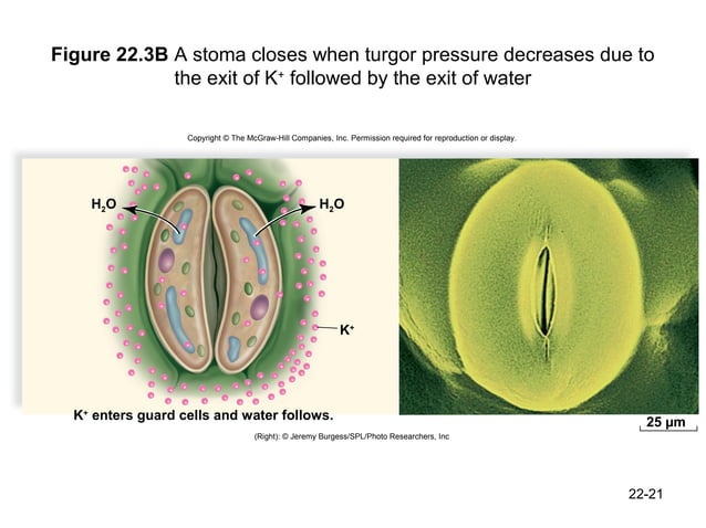 Bio 100 Chapter 22 | PPT