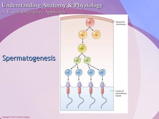 Chapter22 - Reproductive System | PPT