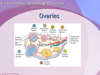 Chapter22 - Reproductive System | PPT