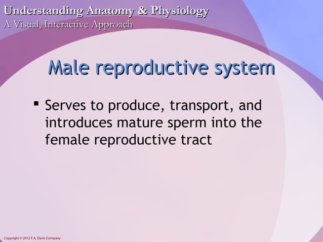 Chapter22 - Reproductive System | PPT