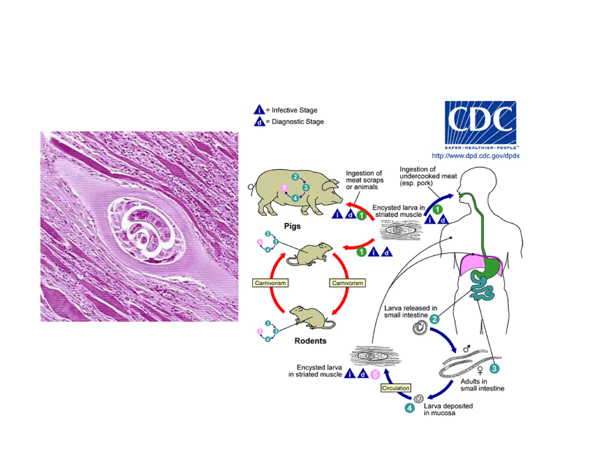 gastrointestinal tract disease - ncm 116 | PPT