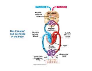 Chapter 22 gas exchange [compatibility mode] | PDF