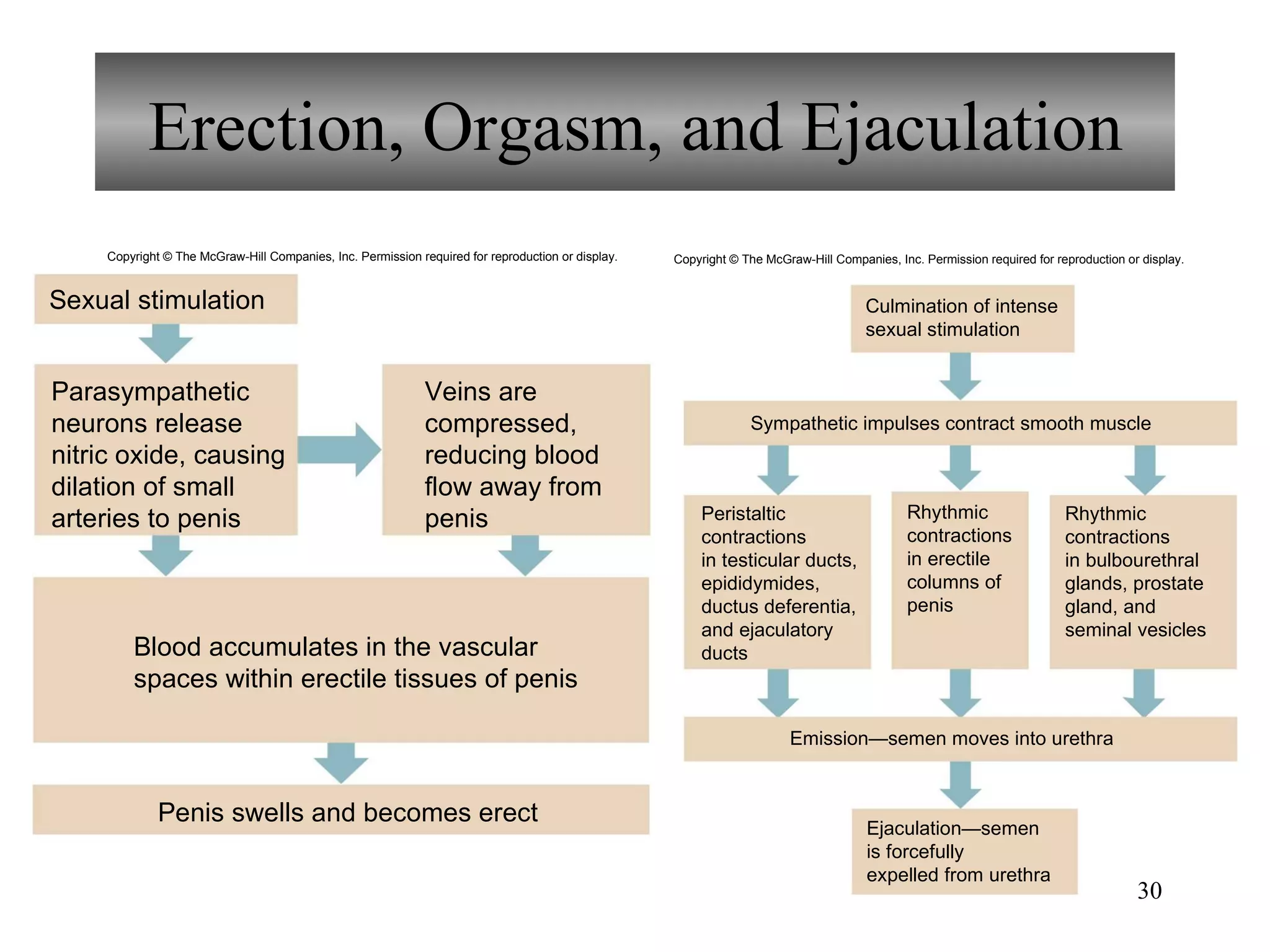 Chapter 22 Reproductive System | PPT