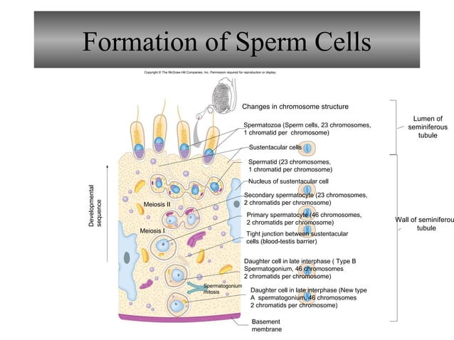 Chapter 22 Reproductive System | PPT