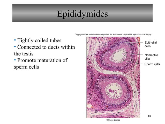 Chapter 22 Reproductive System | PPT