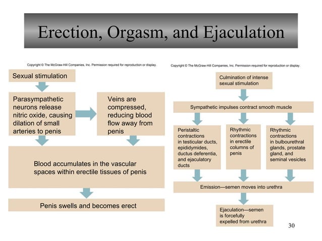 Chapter 22 Reproductive System | PPT