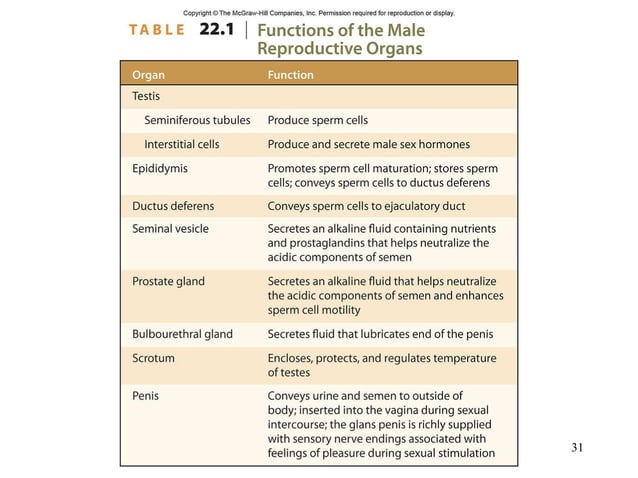 Chapter 22 Reproductive System | PPT