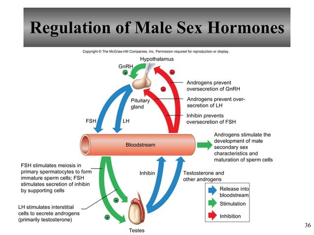 Chapter 22 Reproductive System | PPT