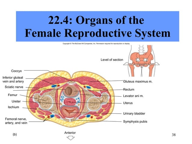 Chapter 22 Reproductive System | PPT