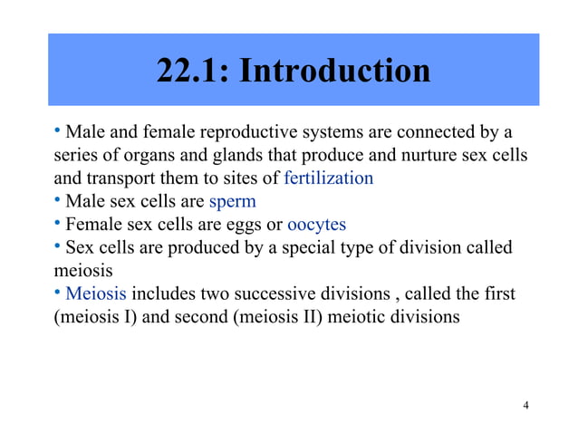 Chapter 22 Reproductive System | PPT