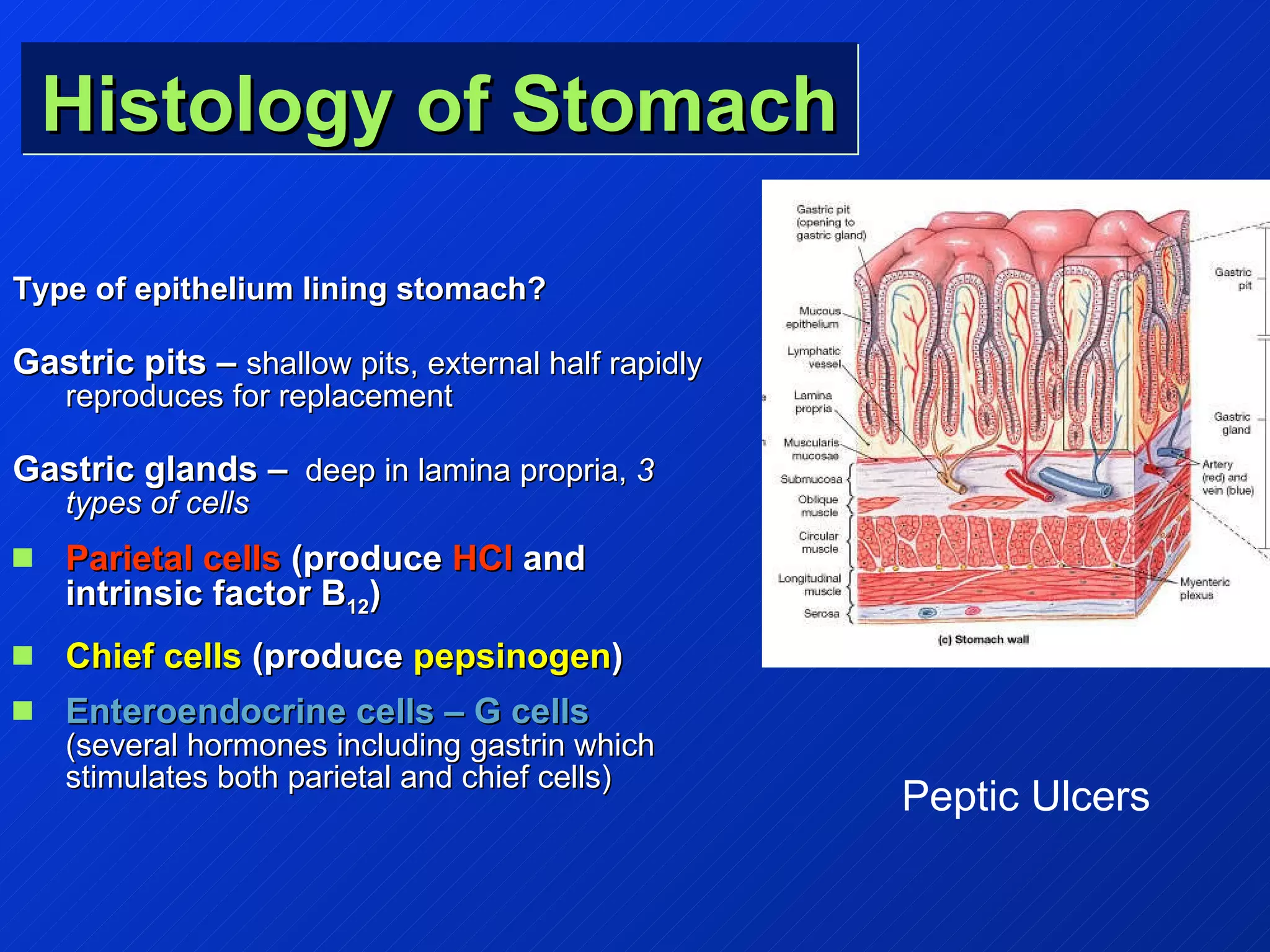 Chapter22 digestivepart1marieb | PPT