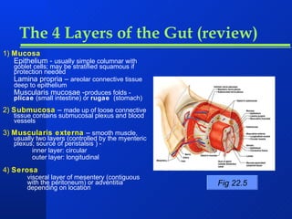 Chapter22 digestivepart2marieb | PPT