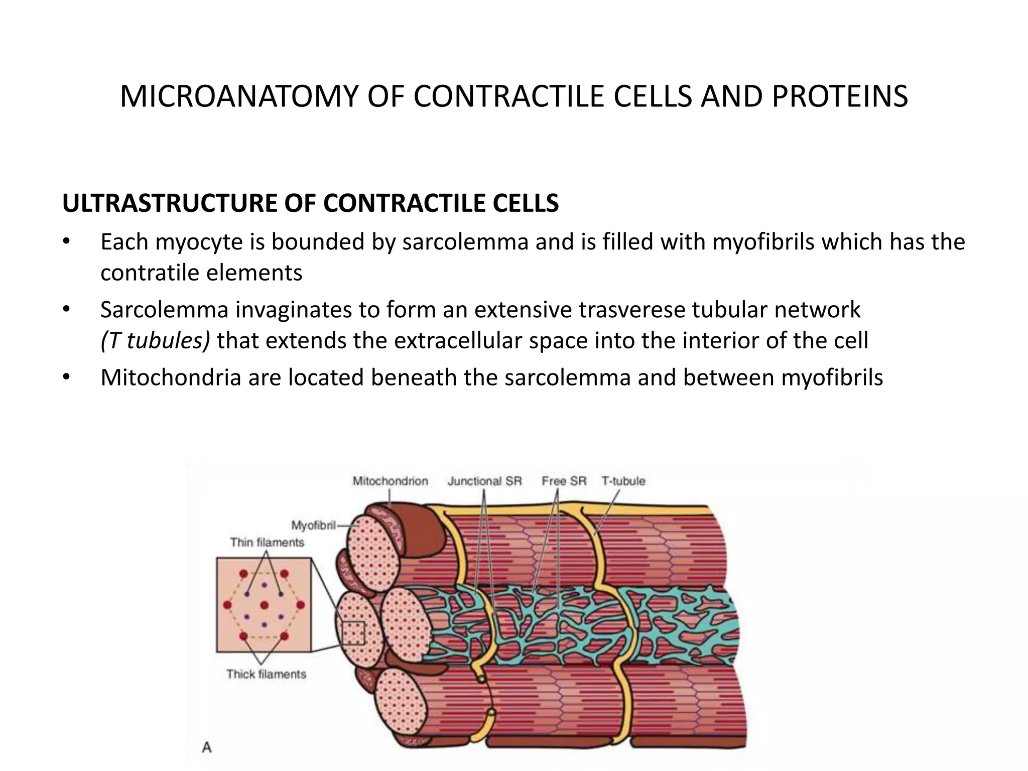 Chapter 22 Mechanism of Cardiac Contraction.pptx