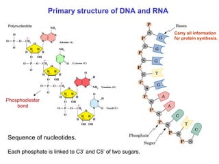 Chapter 22 Nucleic acids and Protein synthesis [Autosaved].ppt