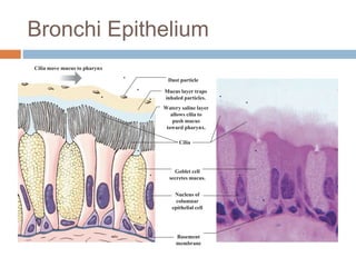 Chapter 22: Respiratory System (#1) | PPTX