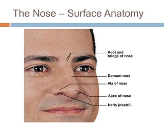 Chapter 22: Respiratory System (#1) | PPTX