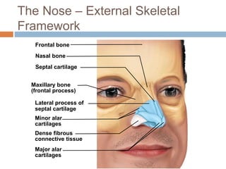 Chapter 22: Respiratory System (#1) | PPTX