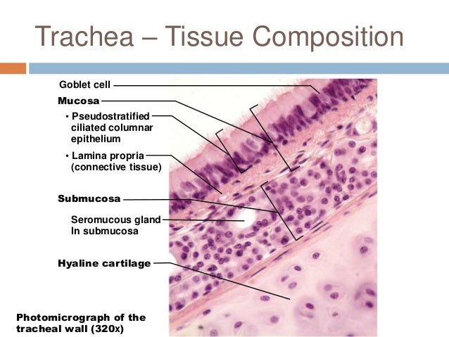Chapter 22: Respiratory System (#1)