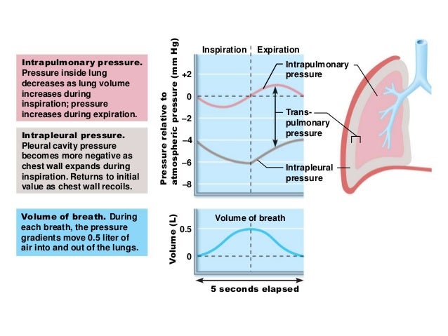 Chapter 22: Respiratory System (#2)