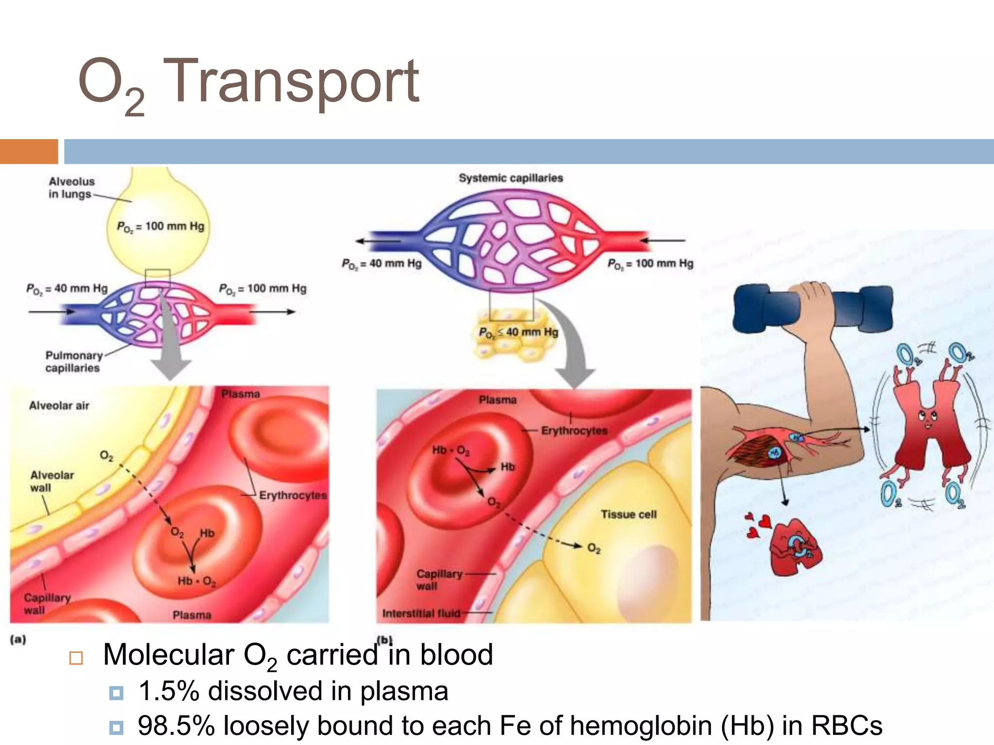 Chapter 22: Respiratory System (#3) | PPTX