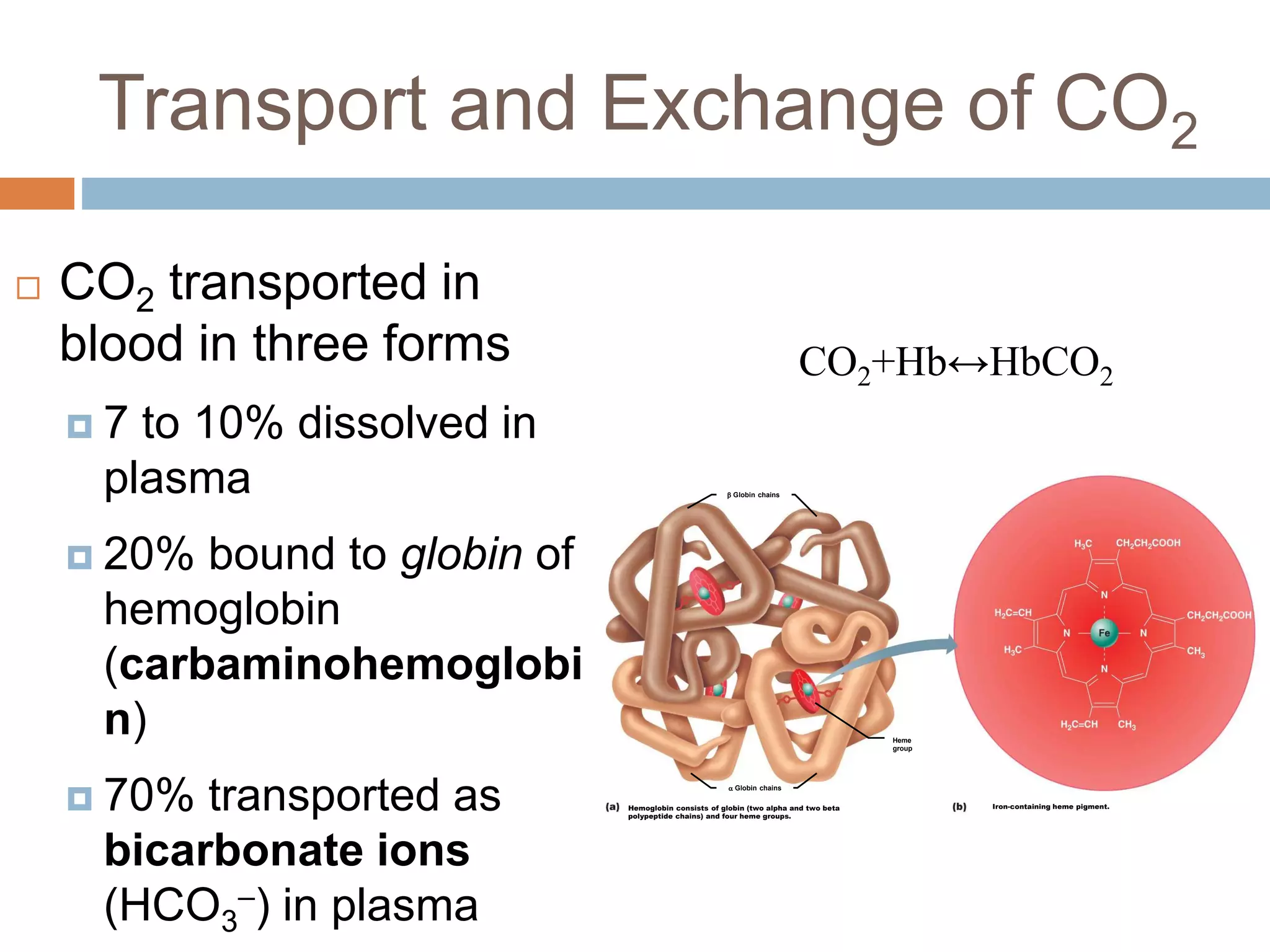 Chapter 22: Respiratory System (#3) | PPTX