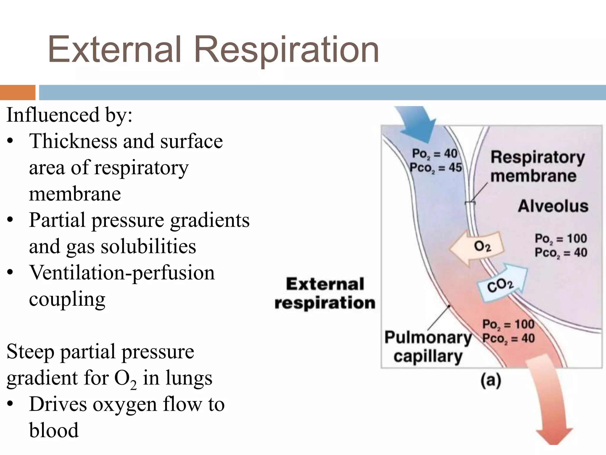 Chapter 22: Respiratory System (#3) | PPTX
