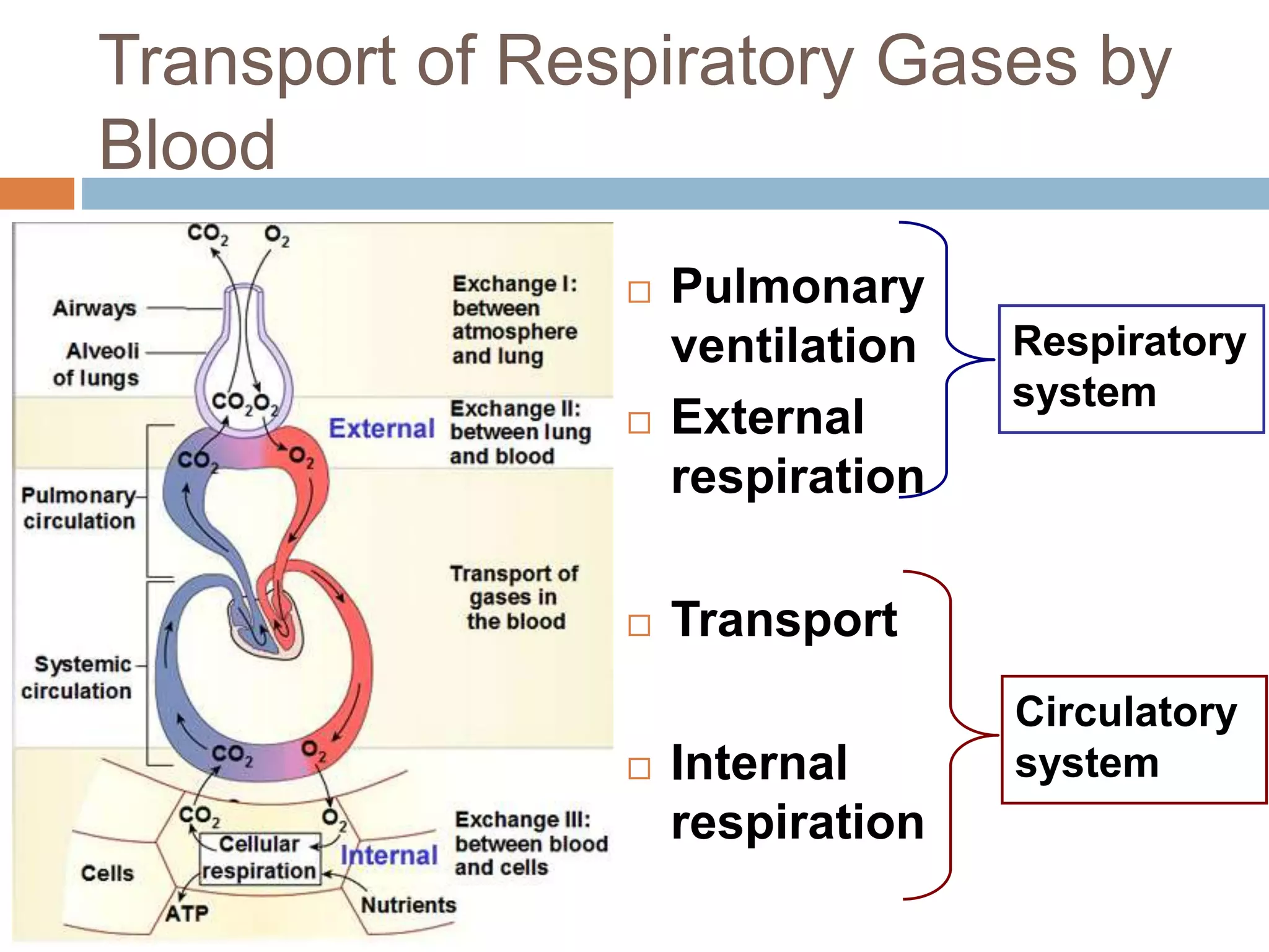 Chapter 22: Respiratory System (#3) | PPTX