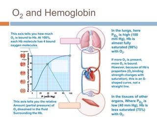 Chapter 22: Respiratory System (#3) | PPTX