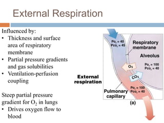 Chapter 22: Respiratory System (#3) | PPTX